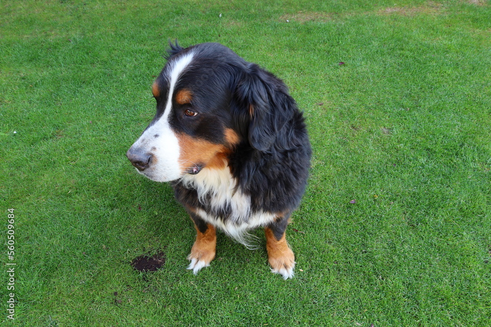 View on a Bernese Mountain Dog which is a large dog breed, one of the ...