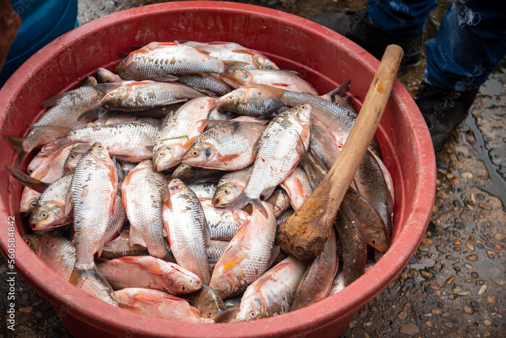 Basket of fish caught in the Magdalena river in the city of ...