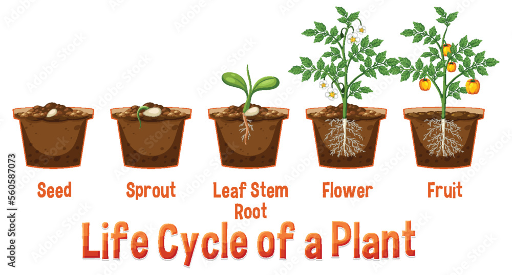 Life cycle of a plant diagram Stock Vector | Adobe Stock