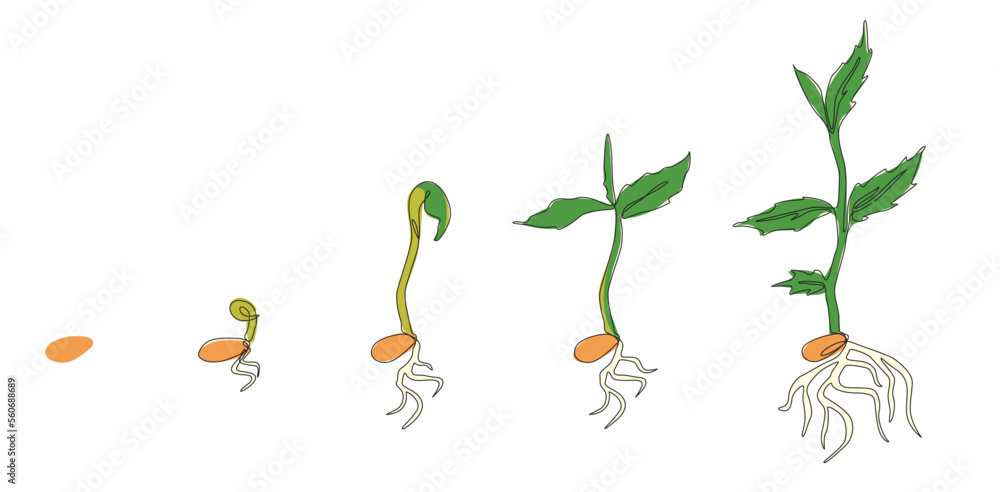 Growing plant. Sprout growth process. Steps sequence of germinating ...