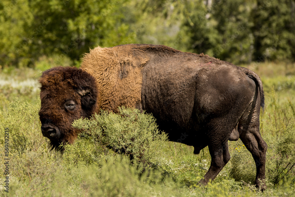 Bison peeking from behind bush Stock Photo | Adobe Stock