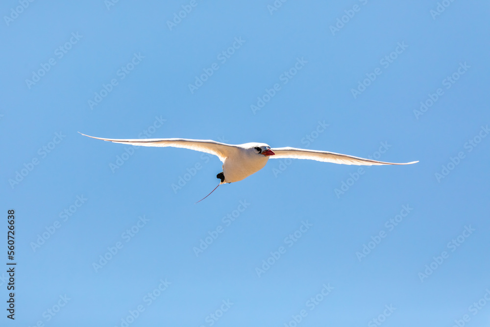 The red-tailed tropicbird (Phaethon rubricauda) in flight. Seabird ...