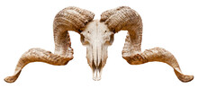 Steampunk Ram Skull Free Stock Photo - Public Domain Pictures