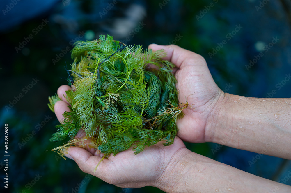 Freshwater algae in hand on nature background Stock Photo | Adobe Stock