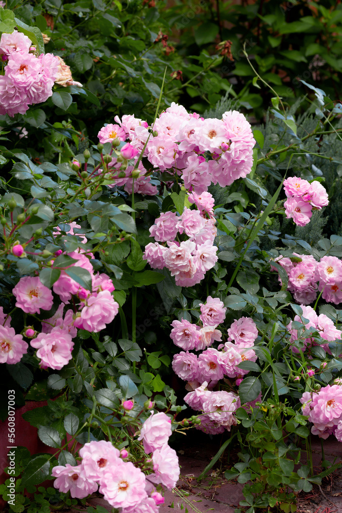 Groundcover rose, creeping pink Satina from Tantau against a background ...