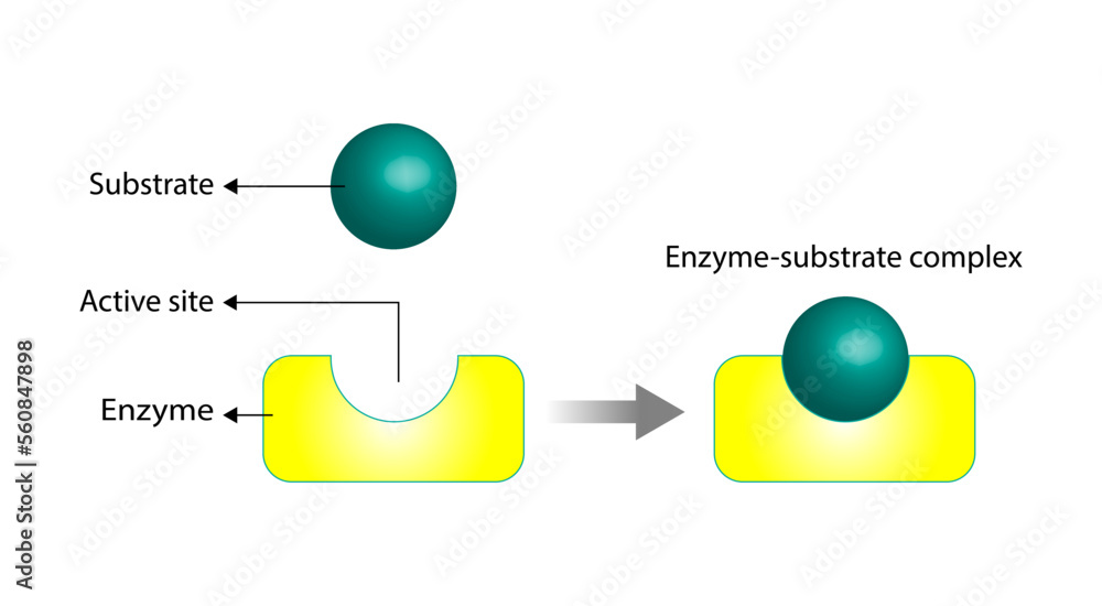 Enzyme function. substrate, enzyme, enzyme-substrate complex. Enzymatic ...