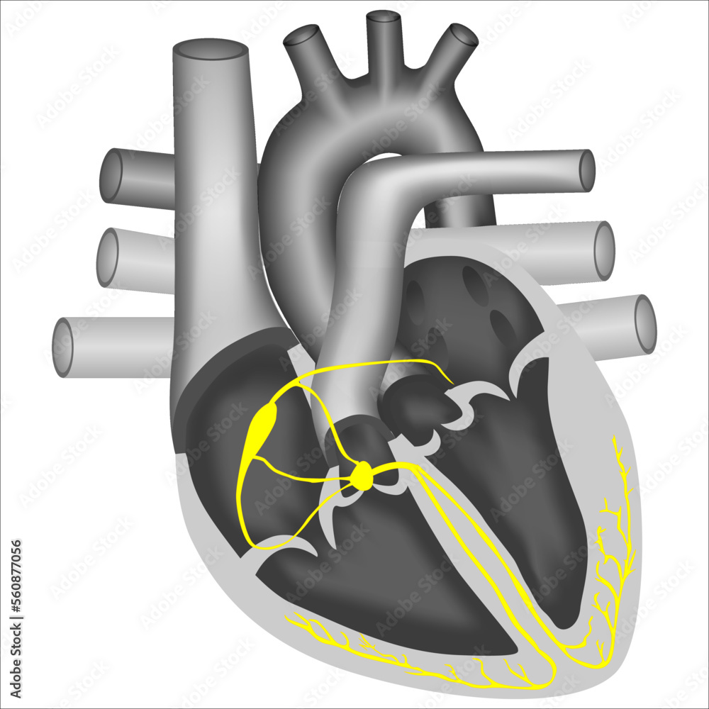 Pathway of Electrical Conduction in the Heart - SA Node, AV Node ...