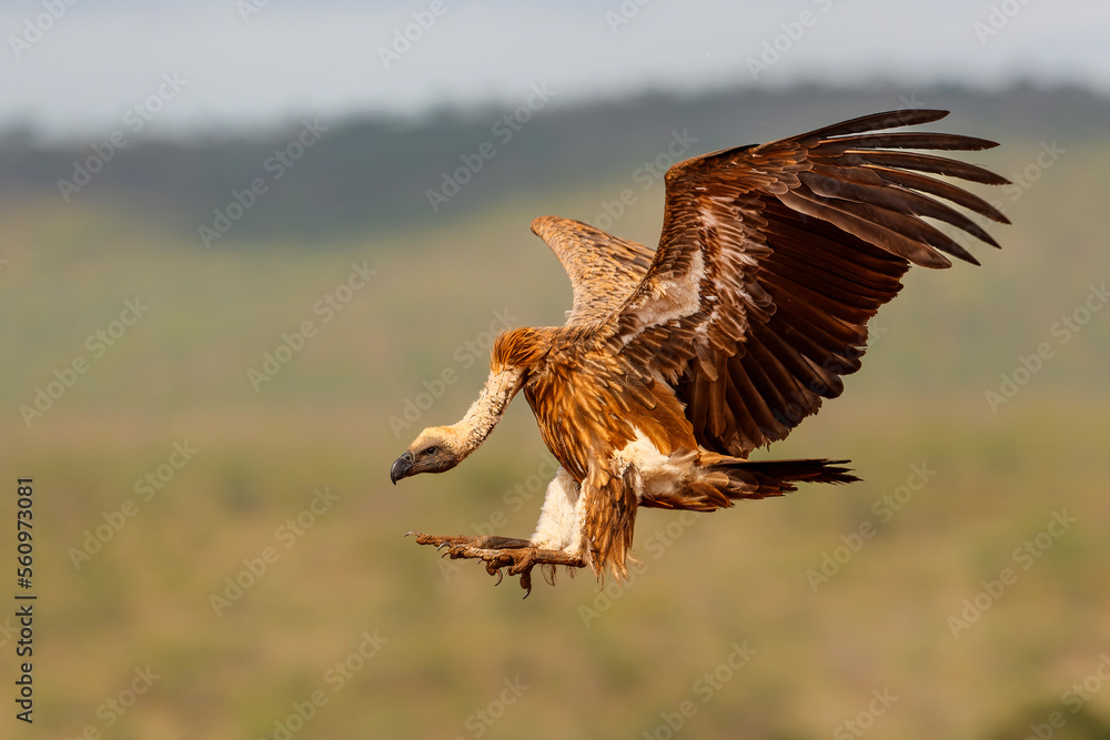 White backed vulture (Gyps africanus) flying before landing in Zimanga ...