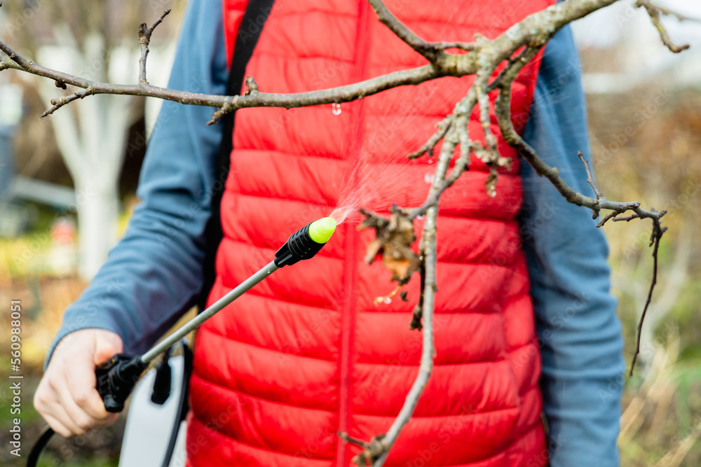 Spraying fruit trees with a pump sprayer with insecticides and ...