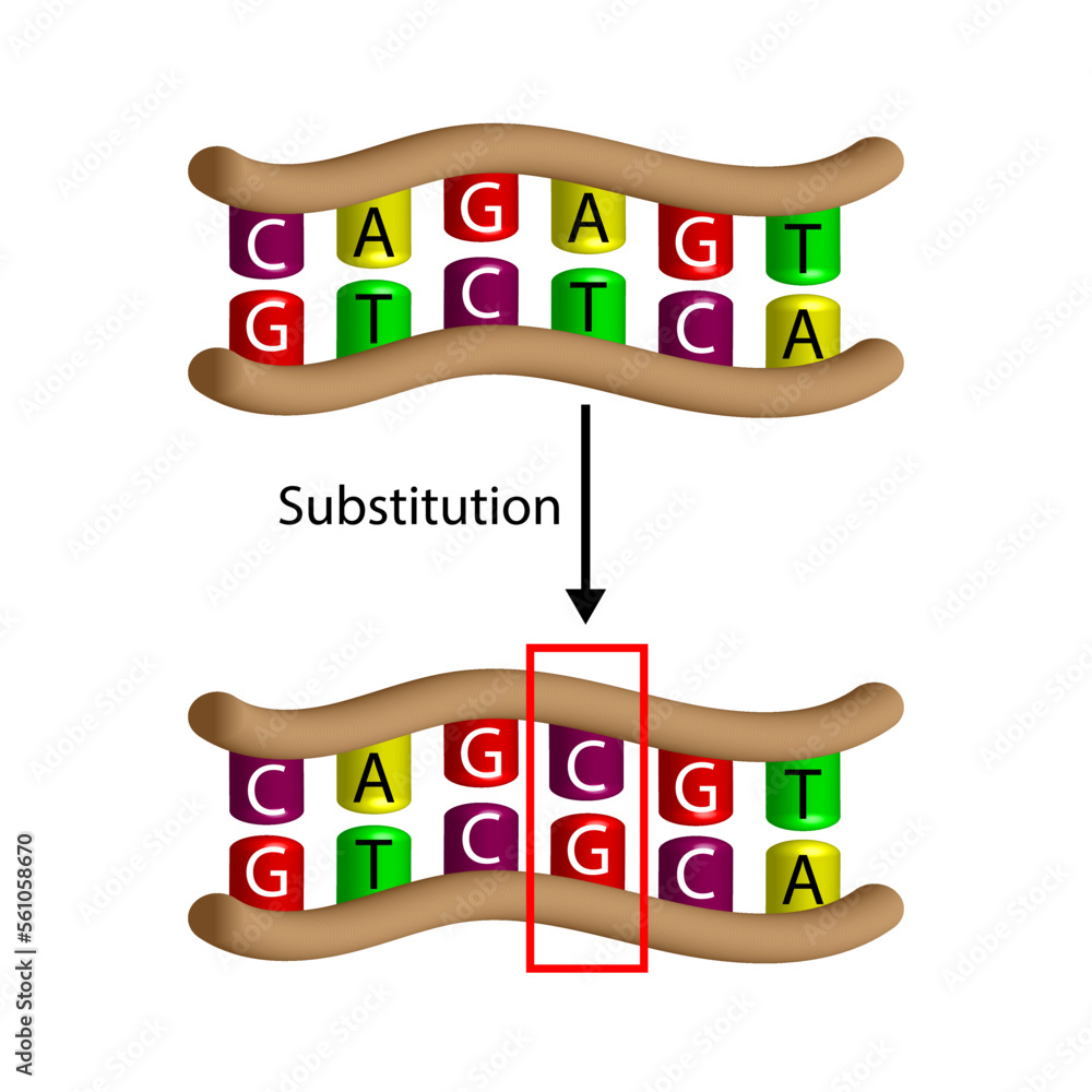 Substitution mutation, error during DNA replication, one nucleotide is ... Substitution mutation, error during DNA replication, one nucleotide is ...