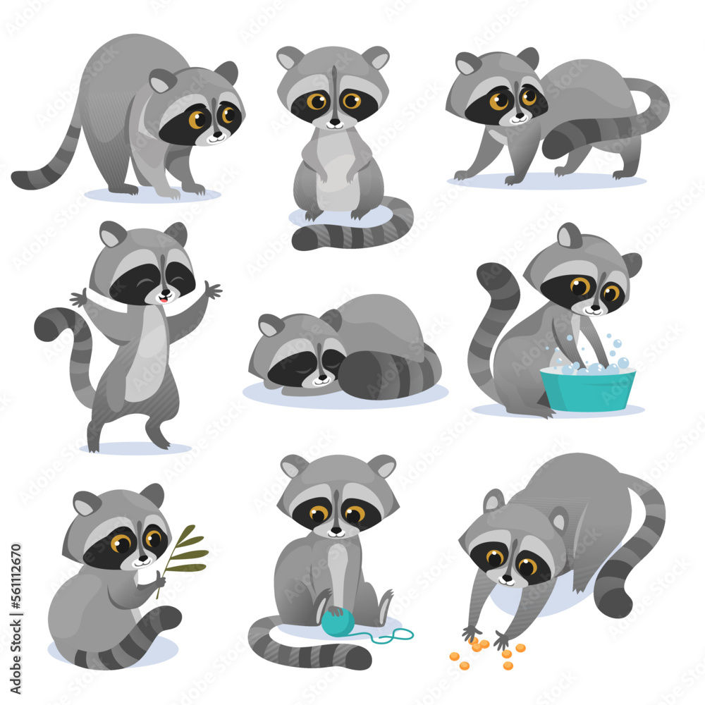 Vector set of cute raccoon characters in cartoon style isolated on ...
