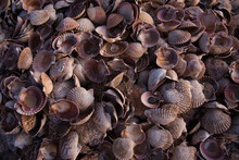 Scallop Shells Free Stock Photo - Public Domain Pictures