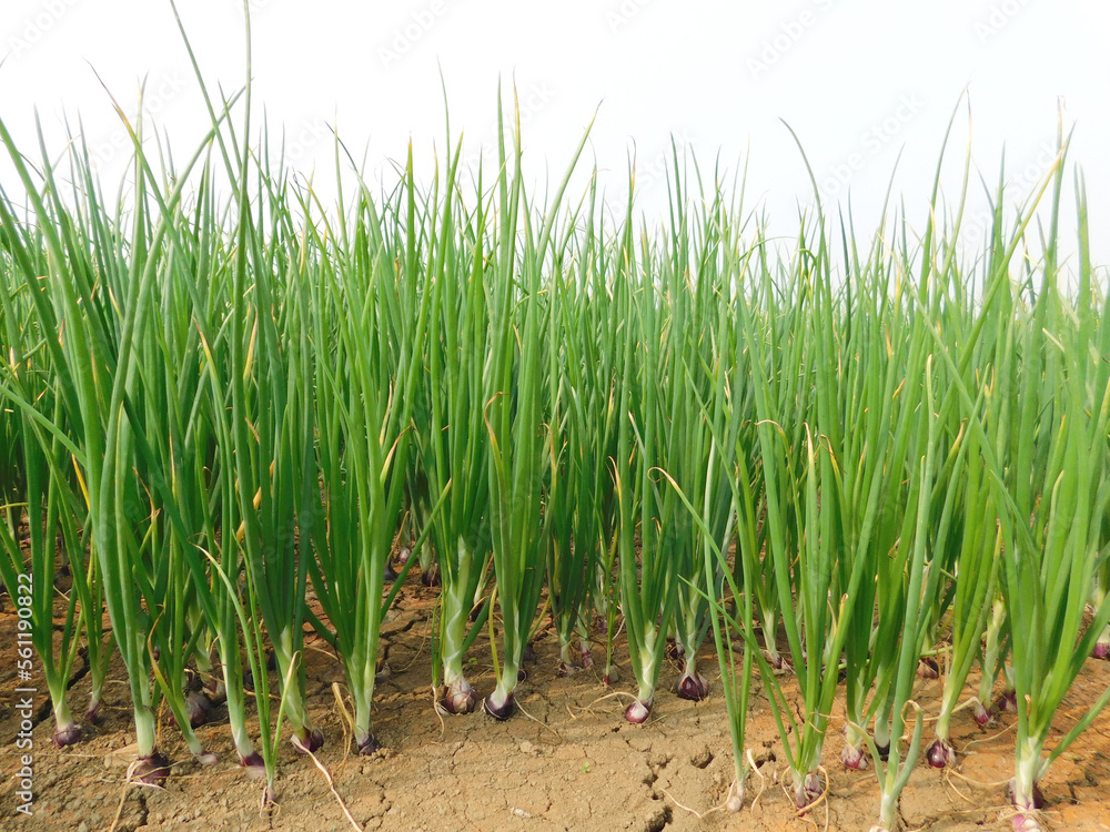 Beautiful onion plants on the farm. Green onions growing in the field ...