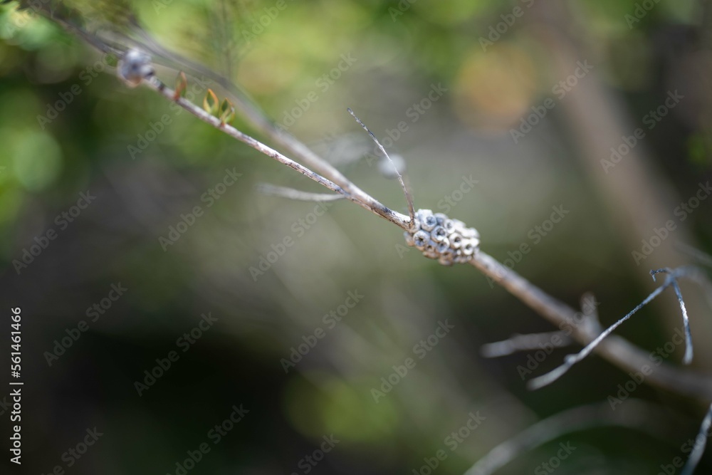 Trees and shrubs in the Australian bush forest. Gumtrees and native ...