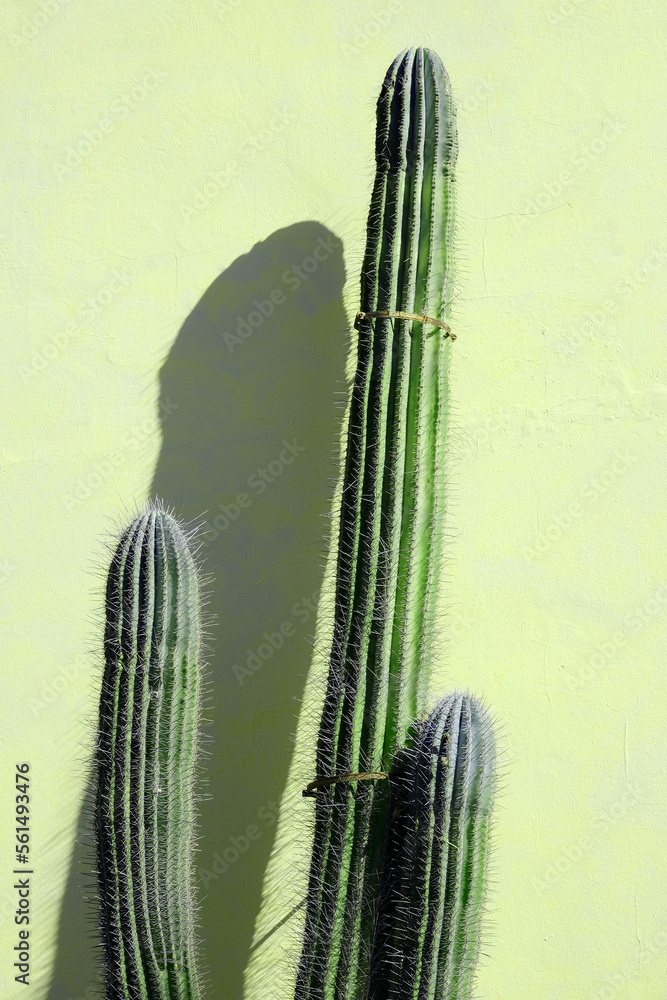 cactus shadows aesthetic background Stock Photo | Adobe Stock
