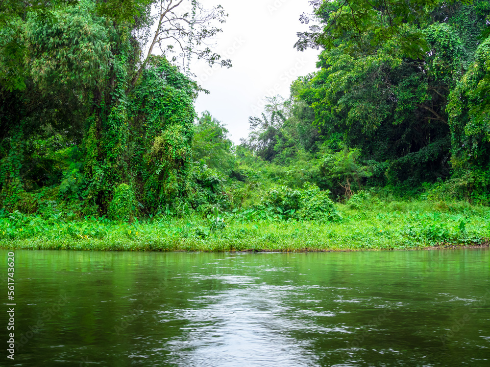Green beautiful nature background with trees in rainforest and stream ...