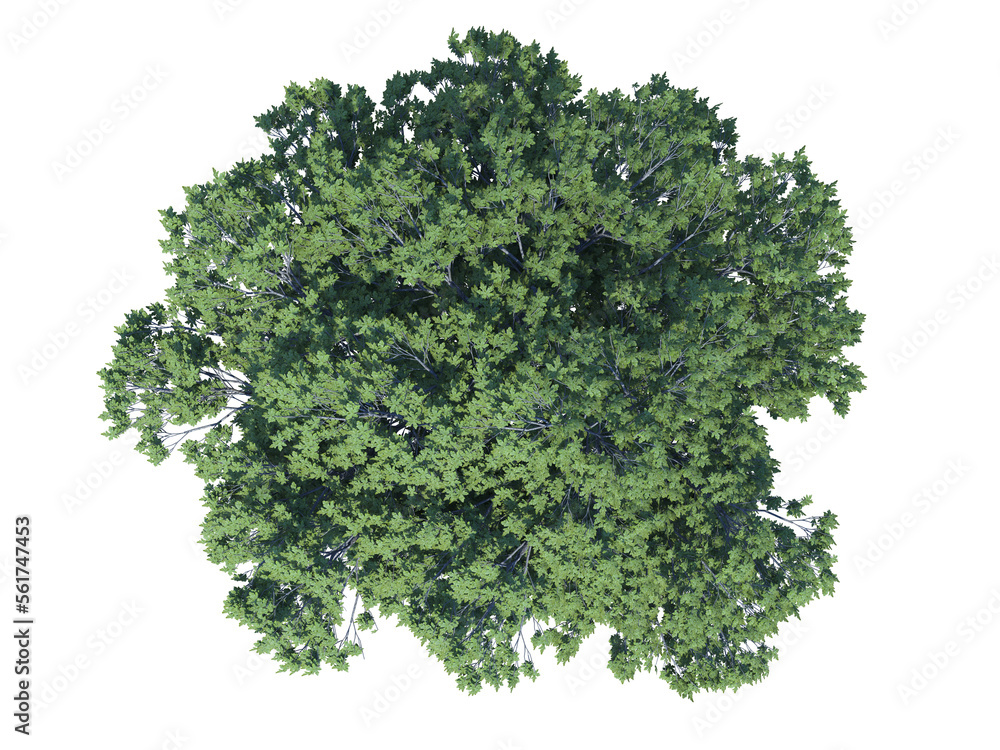 Austrian Oak top view png alpha channel Stock Photo | Adobe Stock