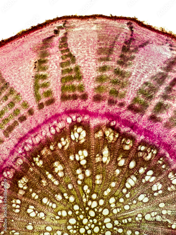 malva (mallow) root cross section under the microscope - optical ...