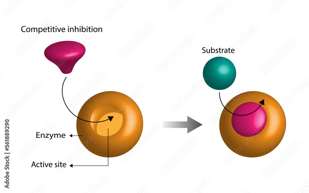 Competitive inhibition of enzyme, molecules very similar to the ...