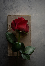 Old Red Rose Free Stock Photo - Public Domain Pictures