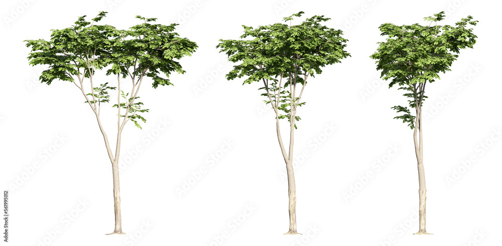 3D rendering of trees on transparent background, for illustration ...