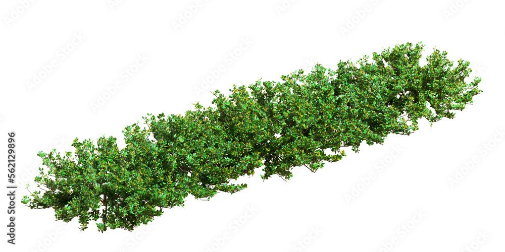 Green shrubs isolated on white background Stock Illustration | Adobe Stock