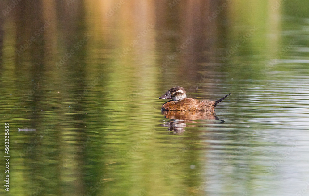 White headed Duck (Oxyura leucocephala) is one of the upright ducks.In ...