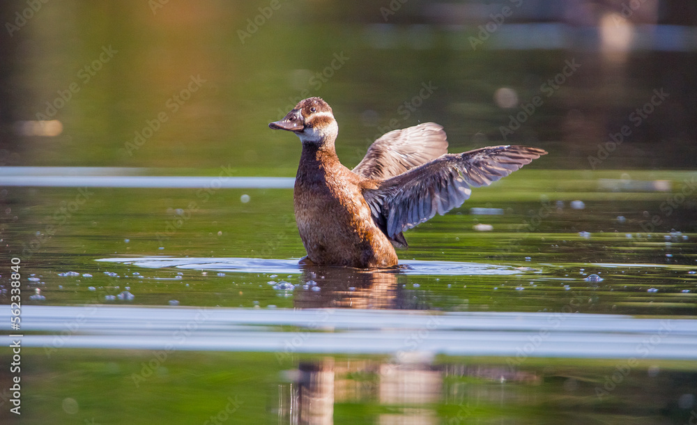 White headed Duck (Oxyura leucocephala) is one of the upright ducks.In ...