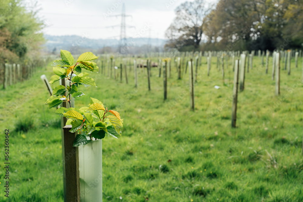 Tree nursery in the forest, plastic tubes protecting seedlings ...