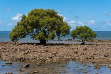 Tree Growing From A Rock Free Stock Photo - Public Domain Pictures