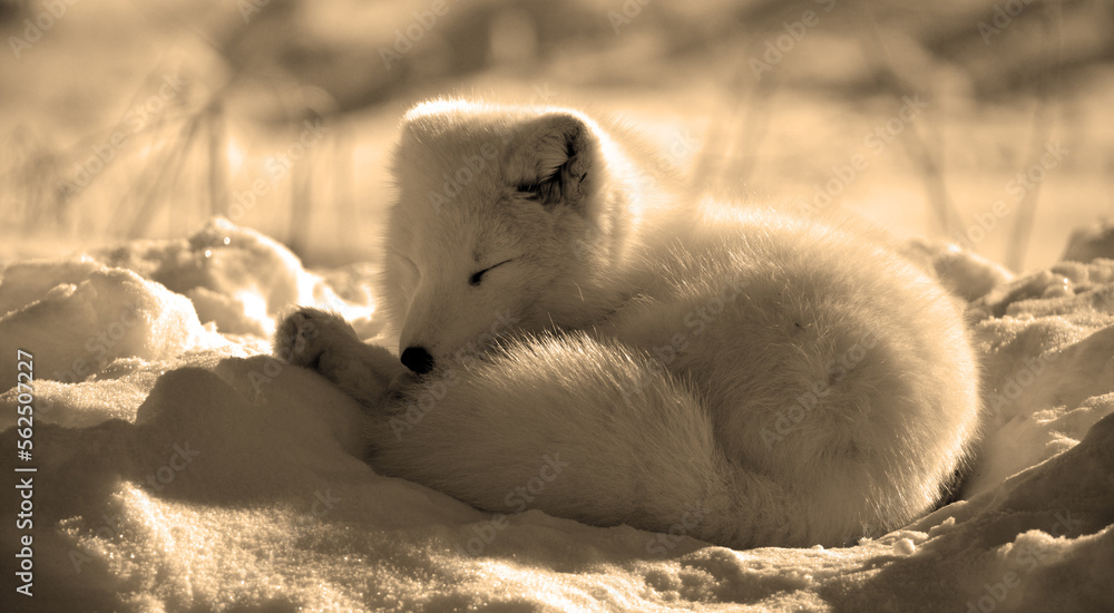 In winter arctic fox (Vulpes lagopus), also known as the white, polar ...