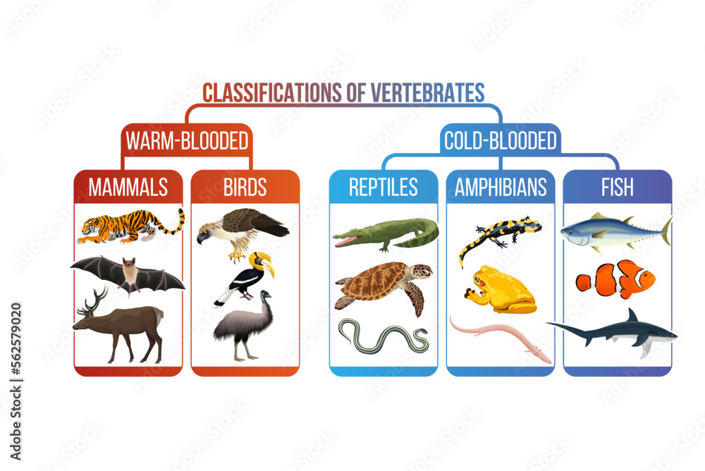 Vector de Stock Classification of vertebrates animals. Mammals, birds ...