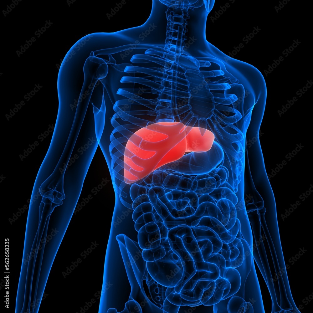 Human Internal Digestive Organ Liver Anatomy Stock Illustration | Adobe ...
