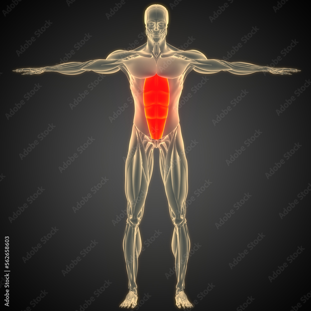 Human Muscular System Torso Muscles Rectus Abdominis Muscle Anatomy ...