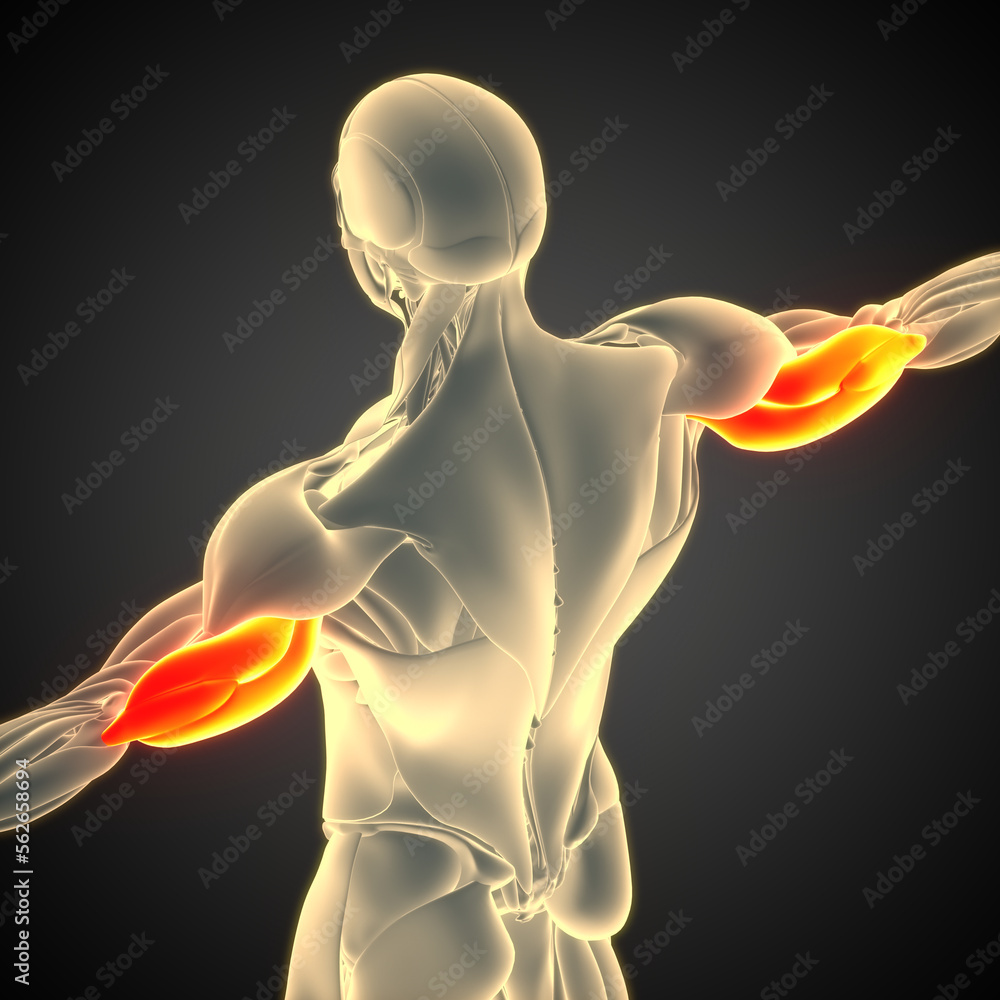 Human Muscular System Arm Muscles Triceps Muscle Anatomy Stock ...