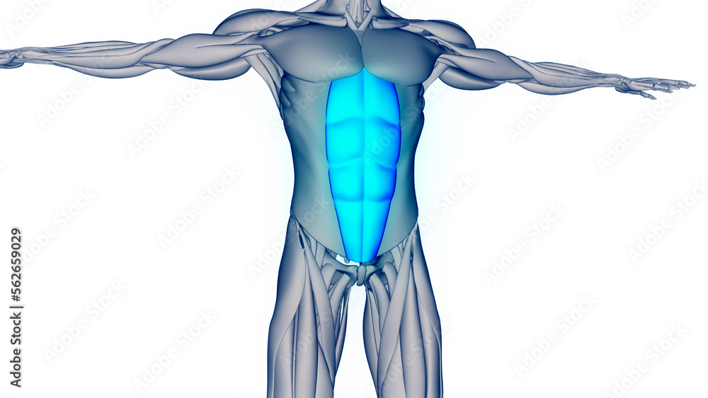 Human Muscular System Torso Muscles Rectus Abdominis Muscle Anatomy ...