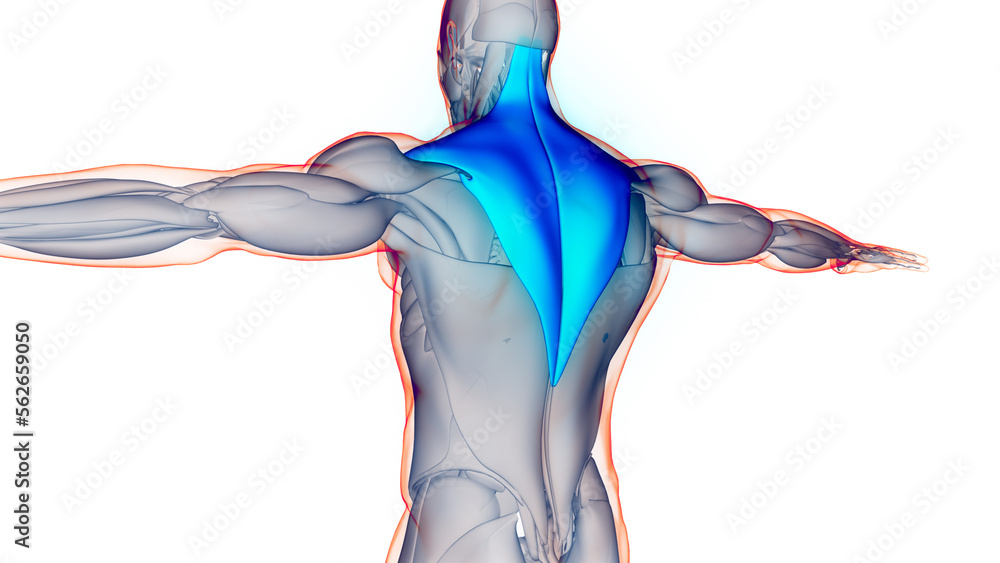 Human Muscular System Torso Muscles Trapezius Muscle Anatomy Stock ...