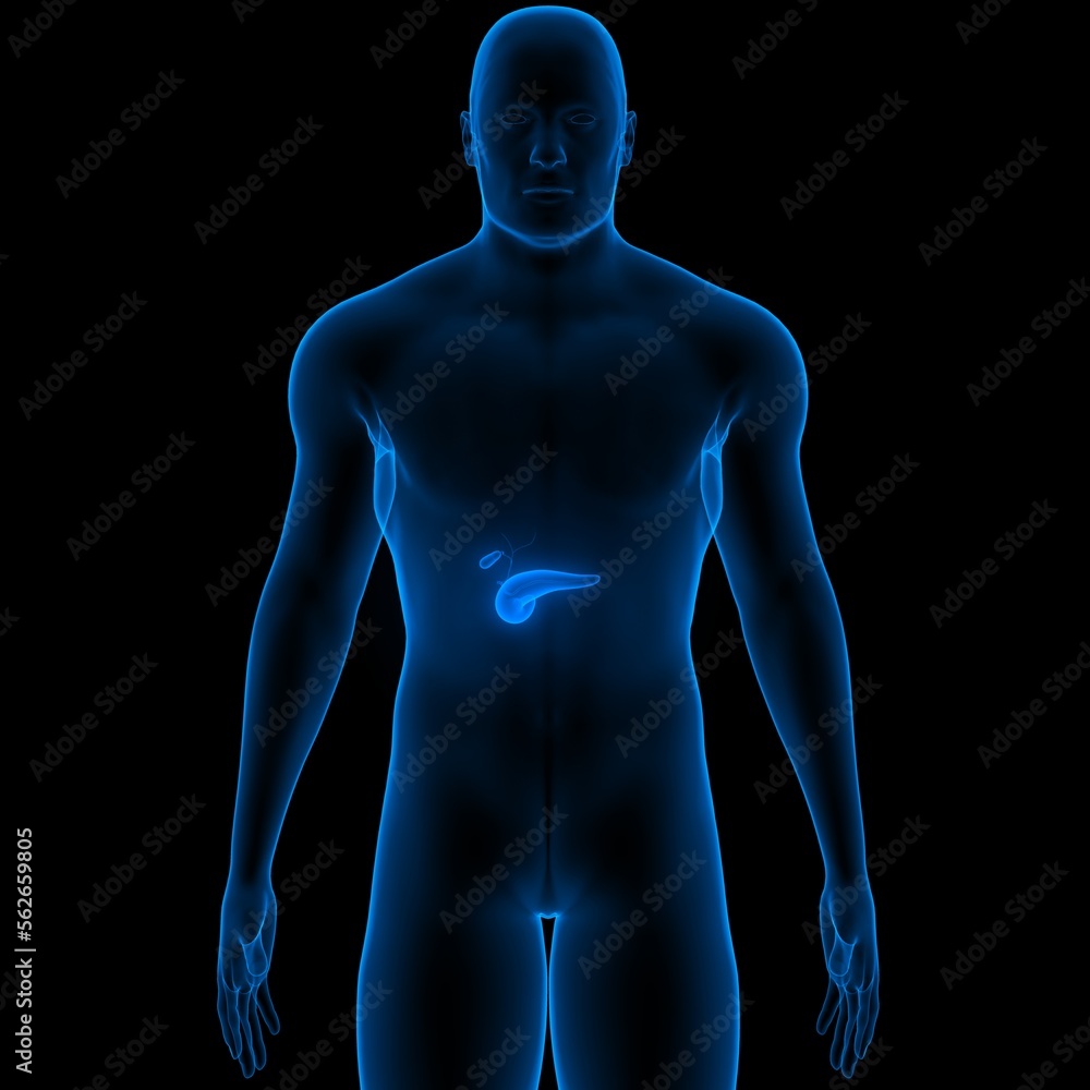 Human Internal Organs Pancreas with Gallbladder Anatomy Stock ...