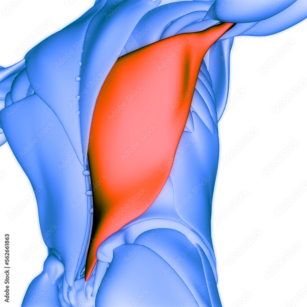 Ilustración de Stock Human Muscular System Torso Muscles Latissimus ...