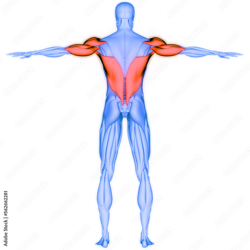 Ilustración de Stock Human Muscular System Deltoideus, Triceps and ...