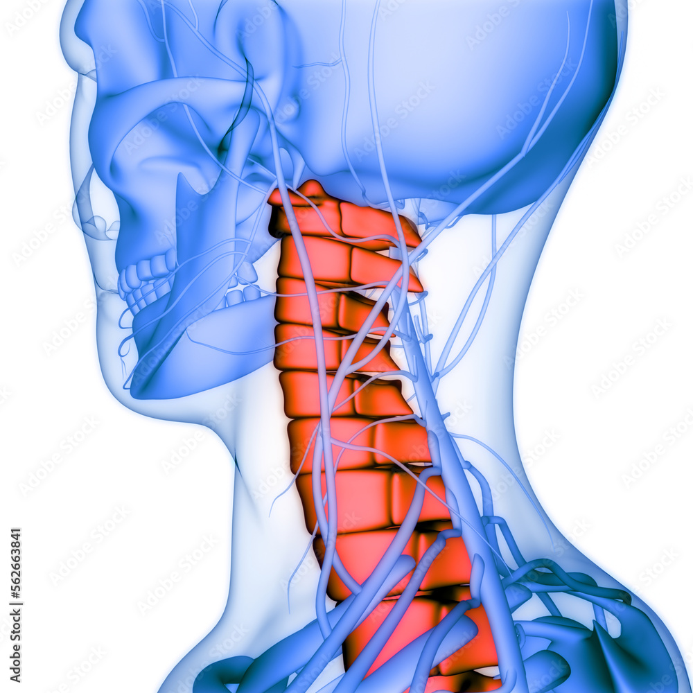 Spinal Cord Vertebral Column Cervical Vertebrae Of Human Skeleton 0272