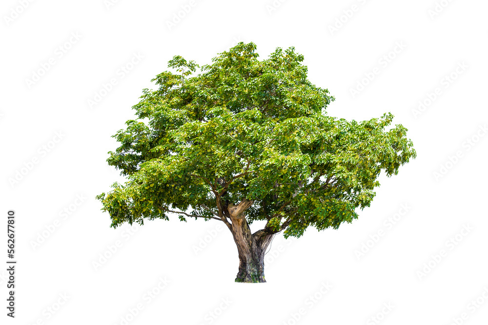 Isolated trees on white background. tropical tree in the northeast of ...