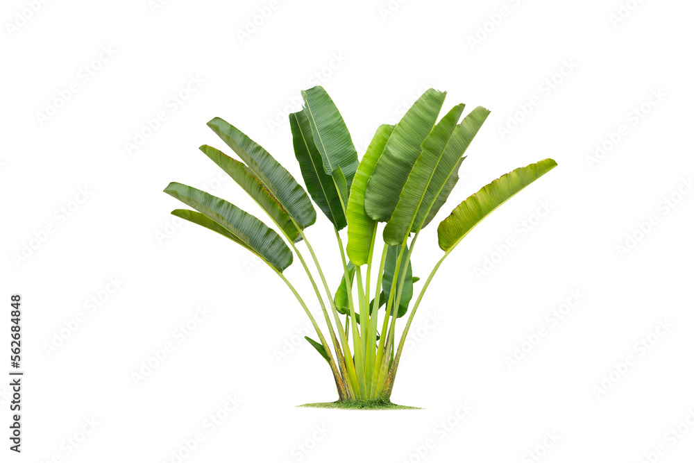 isolated big Banana tree on White Background.Large Banana trees ...