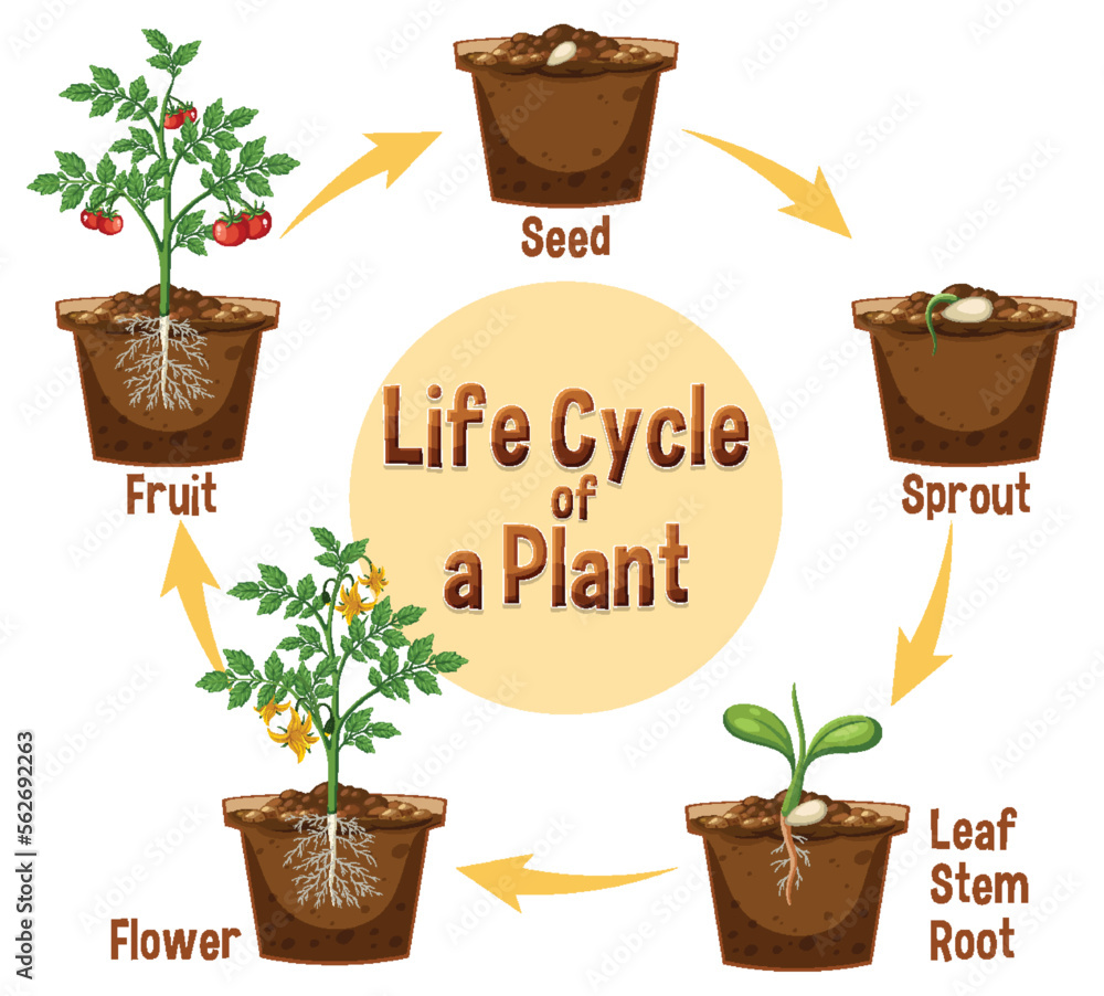 Life cycle of a plant diagram Stock Vector | Adobe Stock
