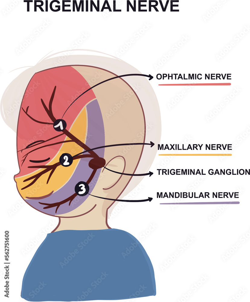 Playful diagram to illustrate the trigeminal nerve. Drawing of a child ...