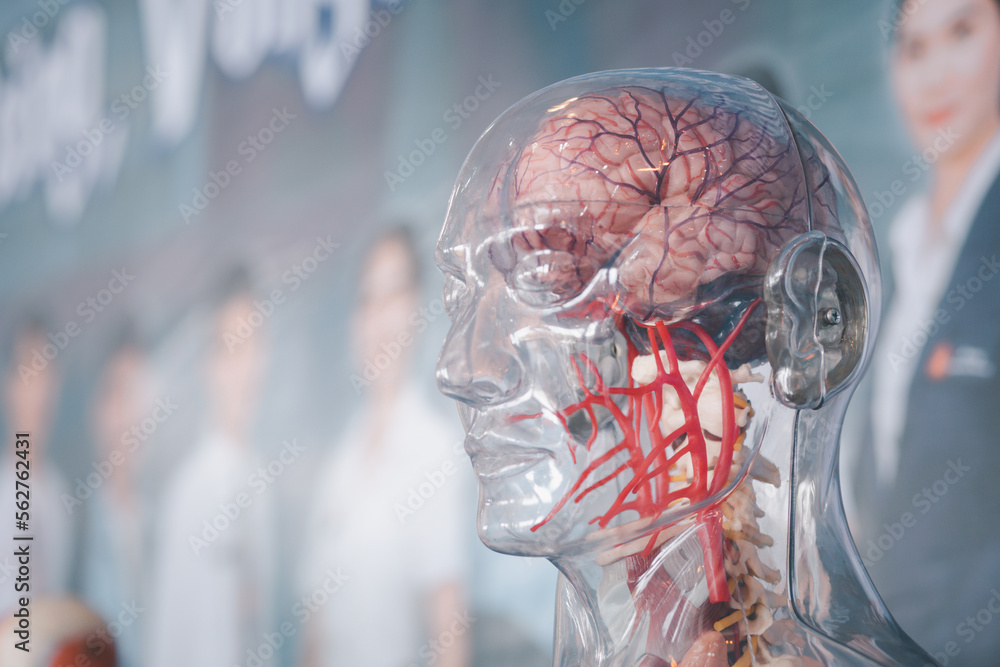 Human brain anatomy model for learning process of nervous system ...