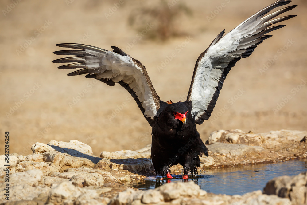 Bateleur Eagle jumping in water spread wings in Kgalagadi transfrontier ...