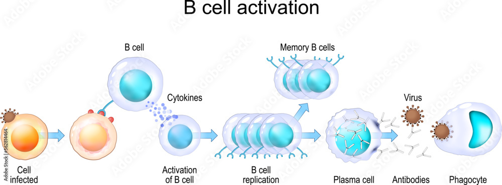 Activation of B cell leukocytes. transparent realistic cells Stock ...