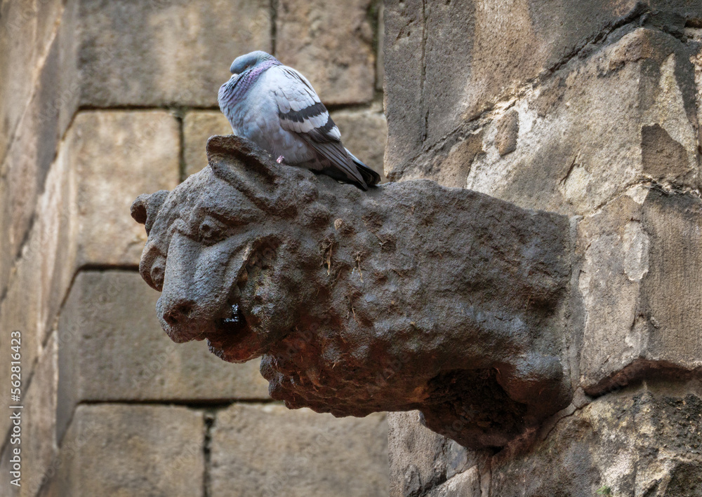Gargoyle image close-up, demonic creature in the Middle Ages of Western ...