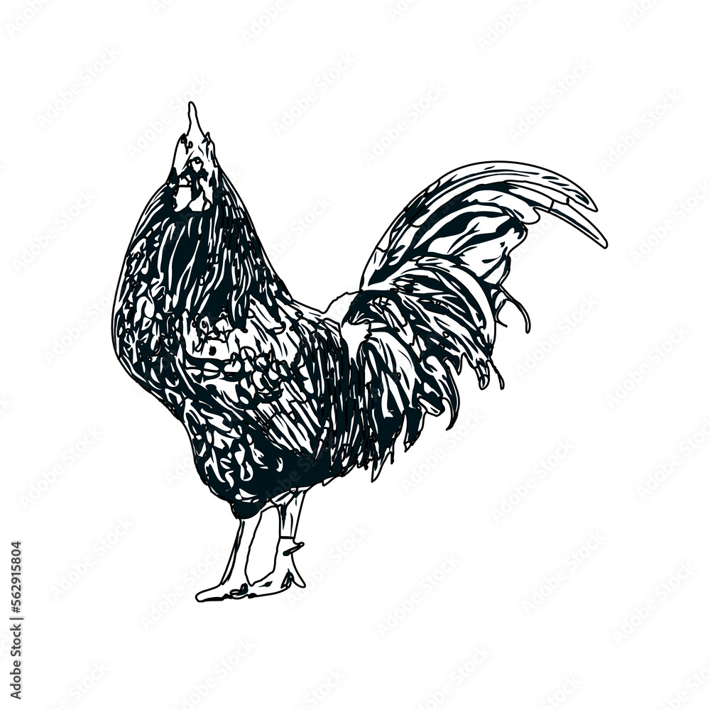 Black and white sketch of a chicken with a transparent background Stock ...